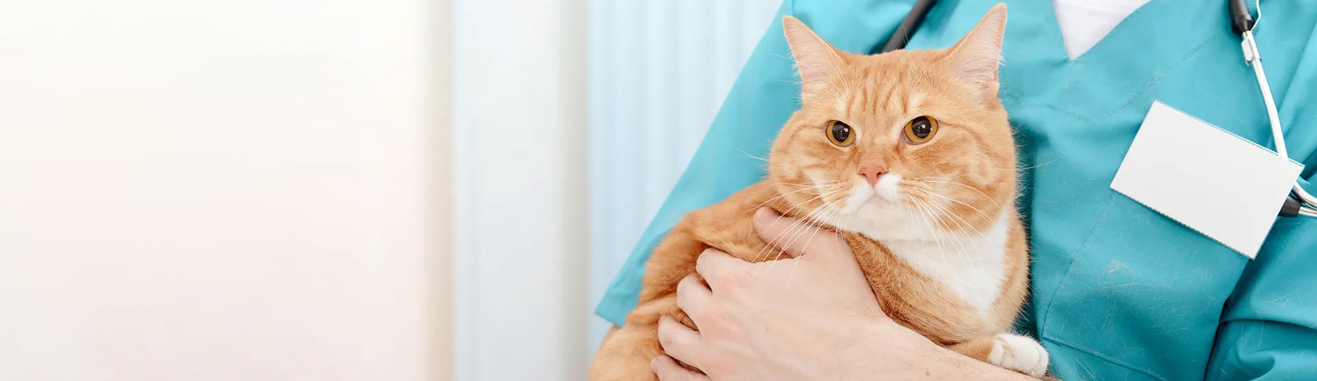 Spaying And Neutering Albany - Low Cost Pet Spay And Neuter Clinic